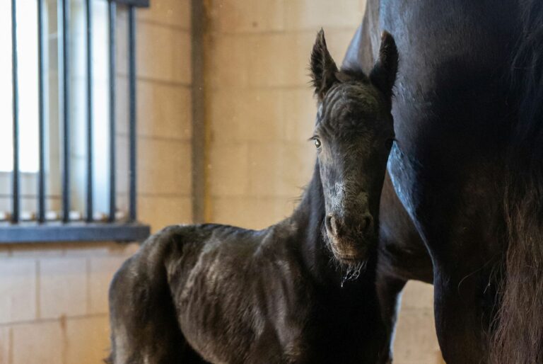 How to register a foal via the website? - Fhana