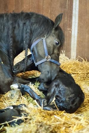 The reproductive (estrous) cycle of Friesian horses - Fhana