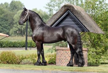 The Friesian Horse is a Pedigree Horse - Fhana