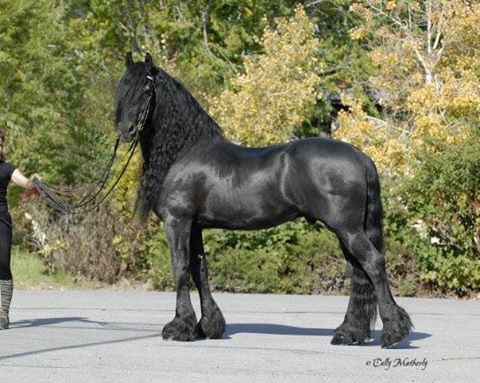 Feike 395 Sport - Fhana