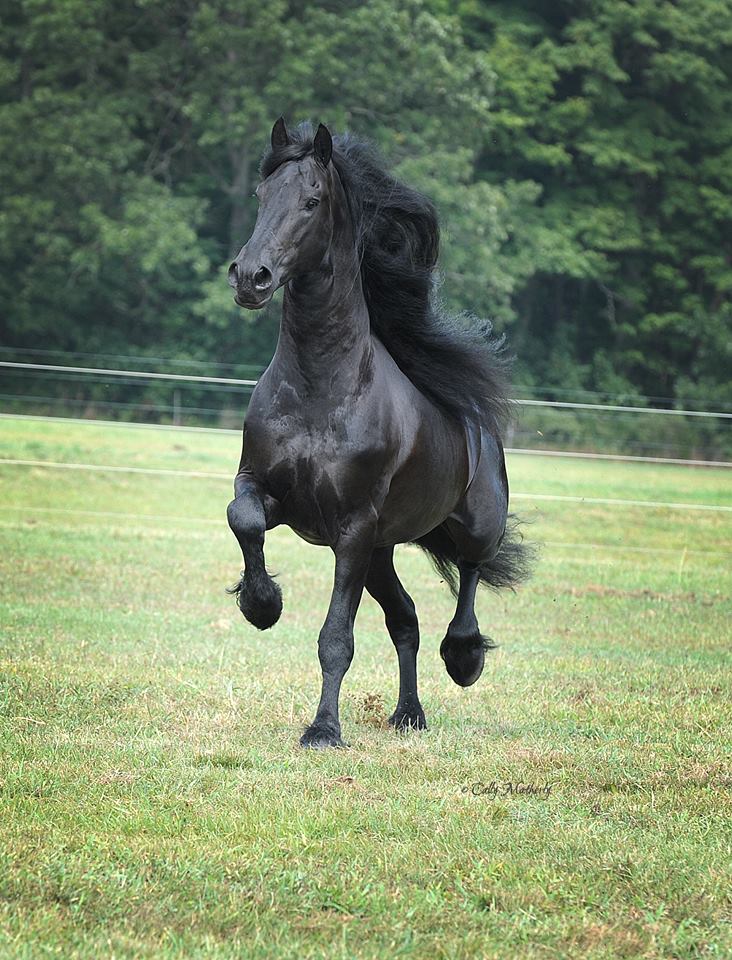 HESSEL 480 APPROVED ON OFFSPRING - Fhana