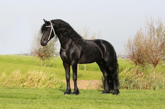 NEW!!! North American Stallion Testing - Fhana