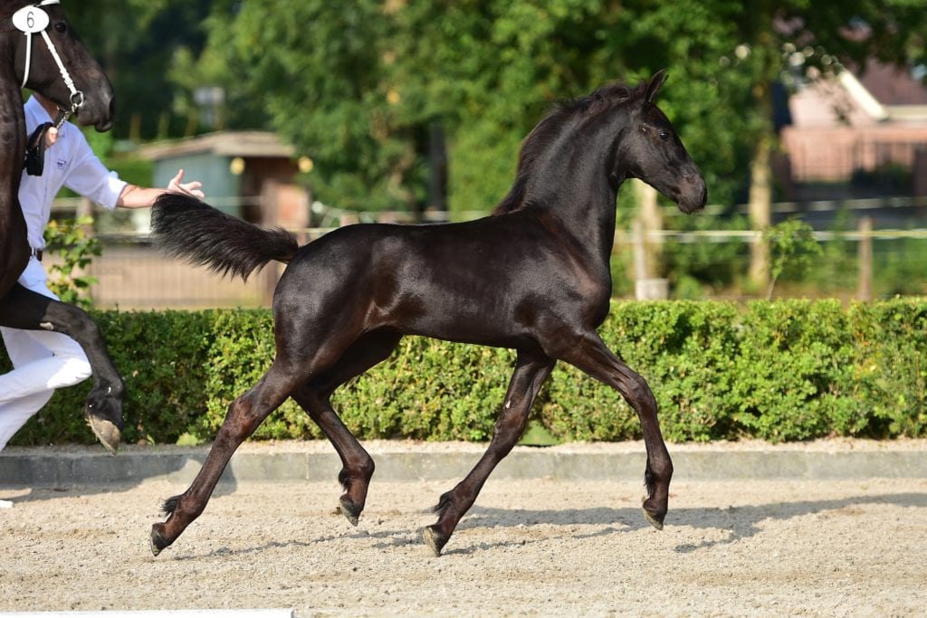 Baby Friesian Horse