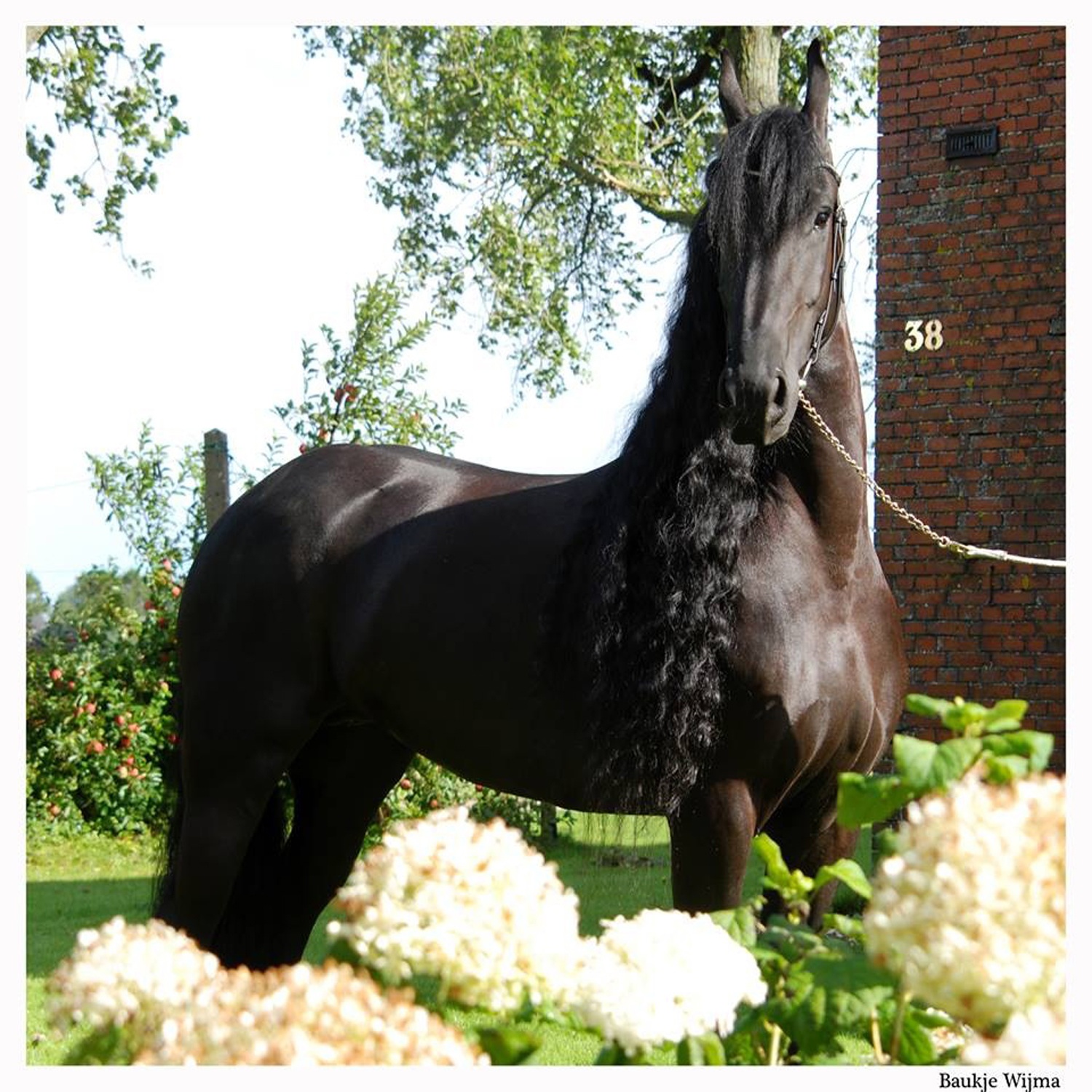 Top 25 Mares in North America - Fhana