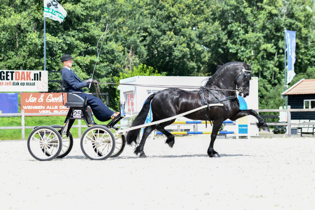 Four stallions entered for the Short Test - Fhana