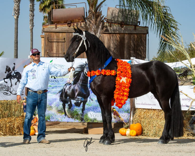 FHANA Mare Show Champions - Fhana