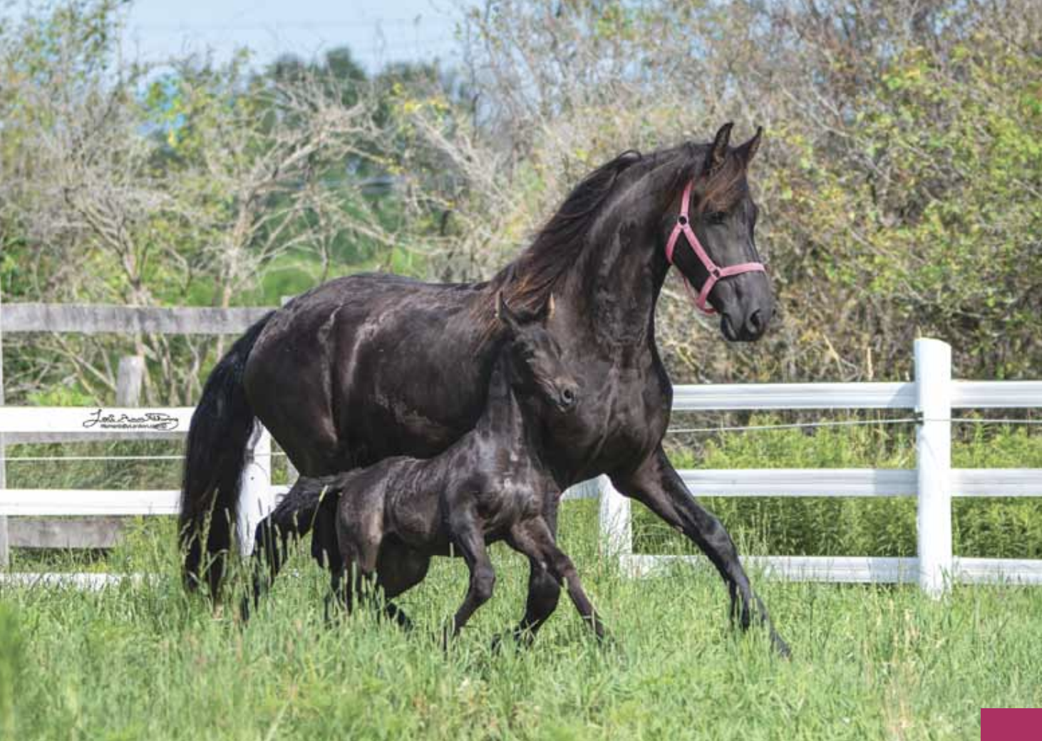 The Friesian: Identifying Your Breeding Goals - Fhana