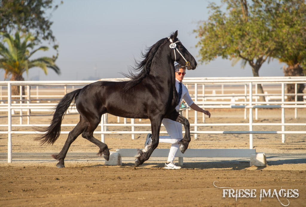 Crown- and Model declaration at the CI, how does it actually work? - Fhana