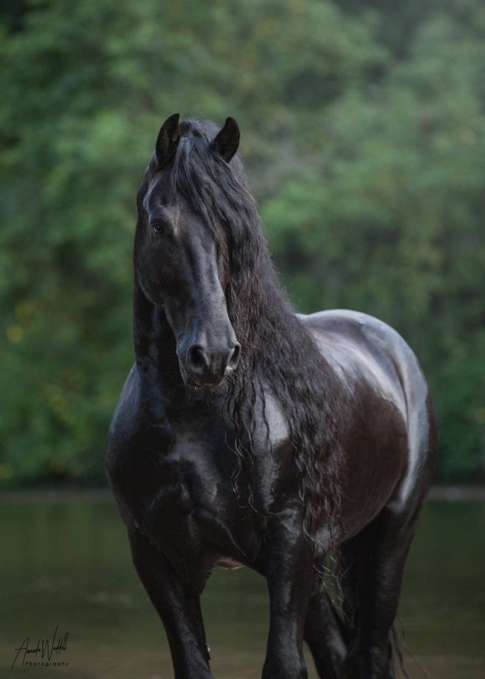 Klaas S.F. Wins 2023 FHANA Horse of the Year - Fhana
