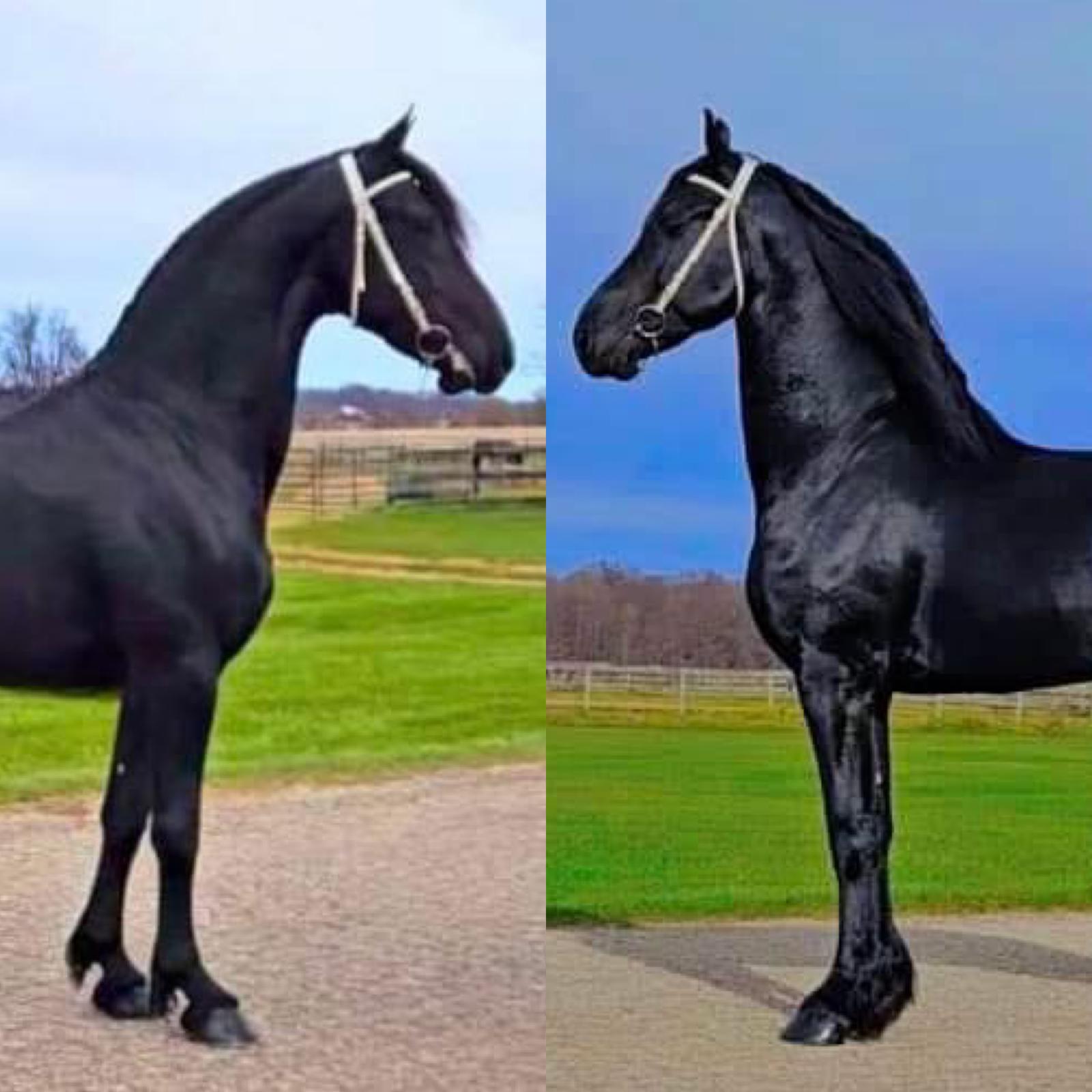 Hilbrân (Wybren 464) and Sepke (Tiede 501) in the running for CO USA ...